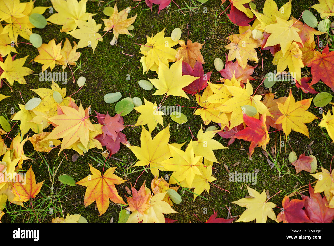Japanese Fall Foliage Stock Photo - Alamy