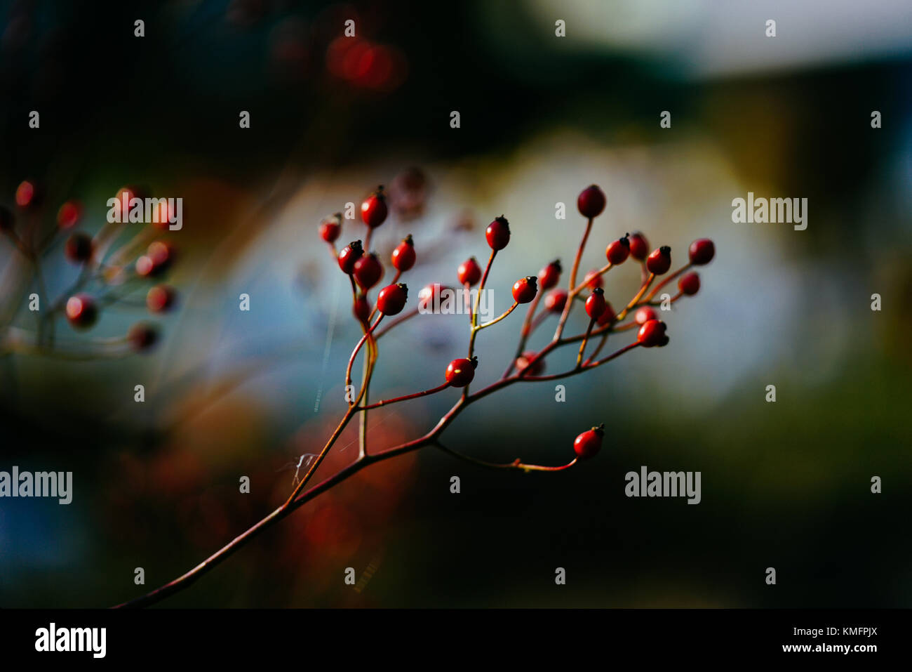 Sacred Bamboo High Resolution Stock Photography and Images - Alamy