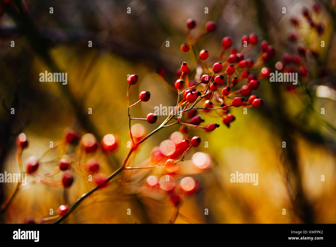Sacred Bamboo High Resolution Stock Photography and Images - Alamy
