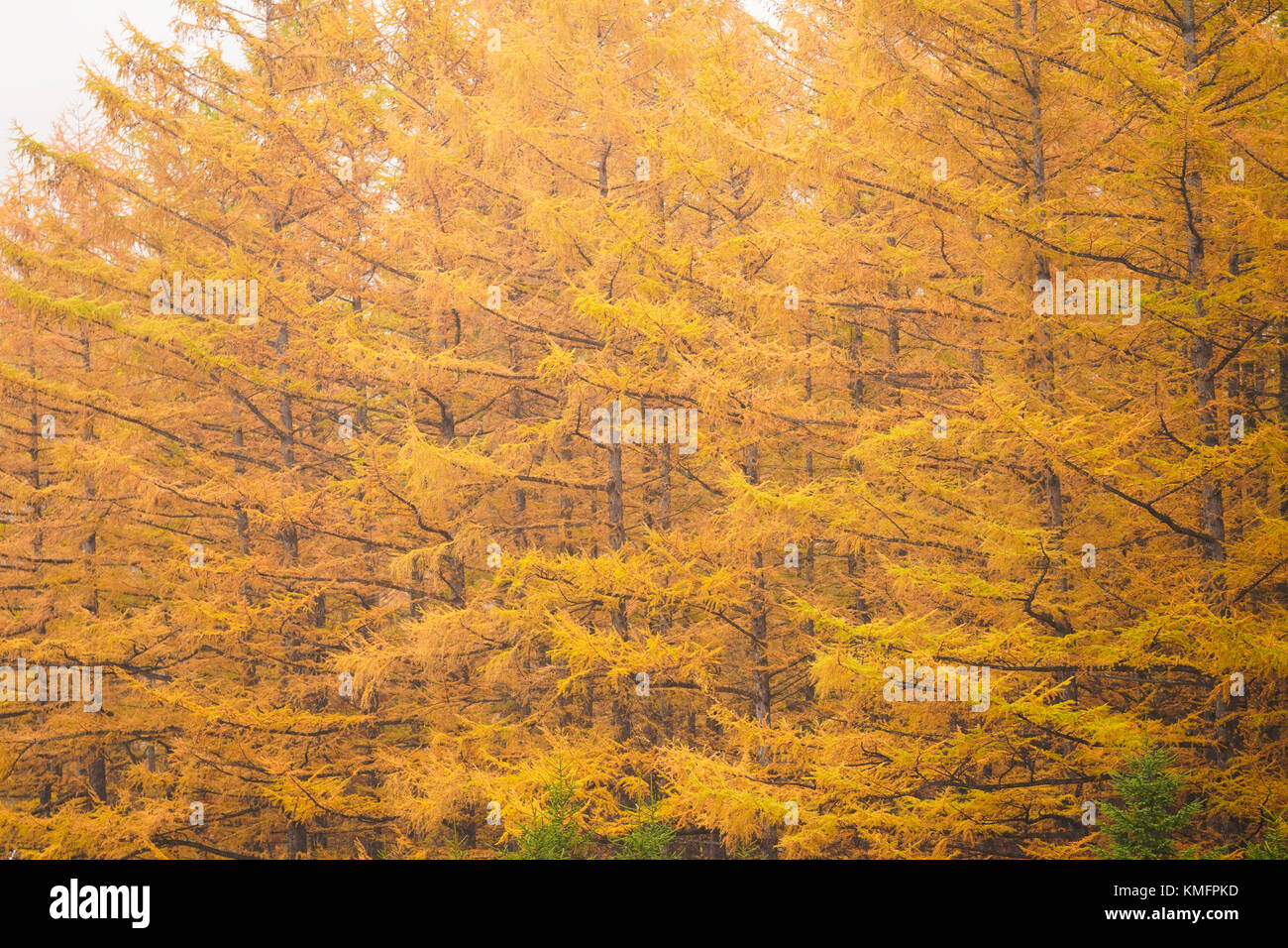 Windbreak Forest Of Larch High Resolution Stock Photography and Images ...