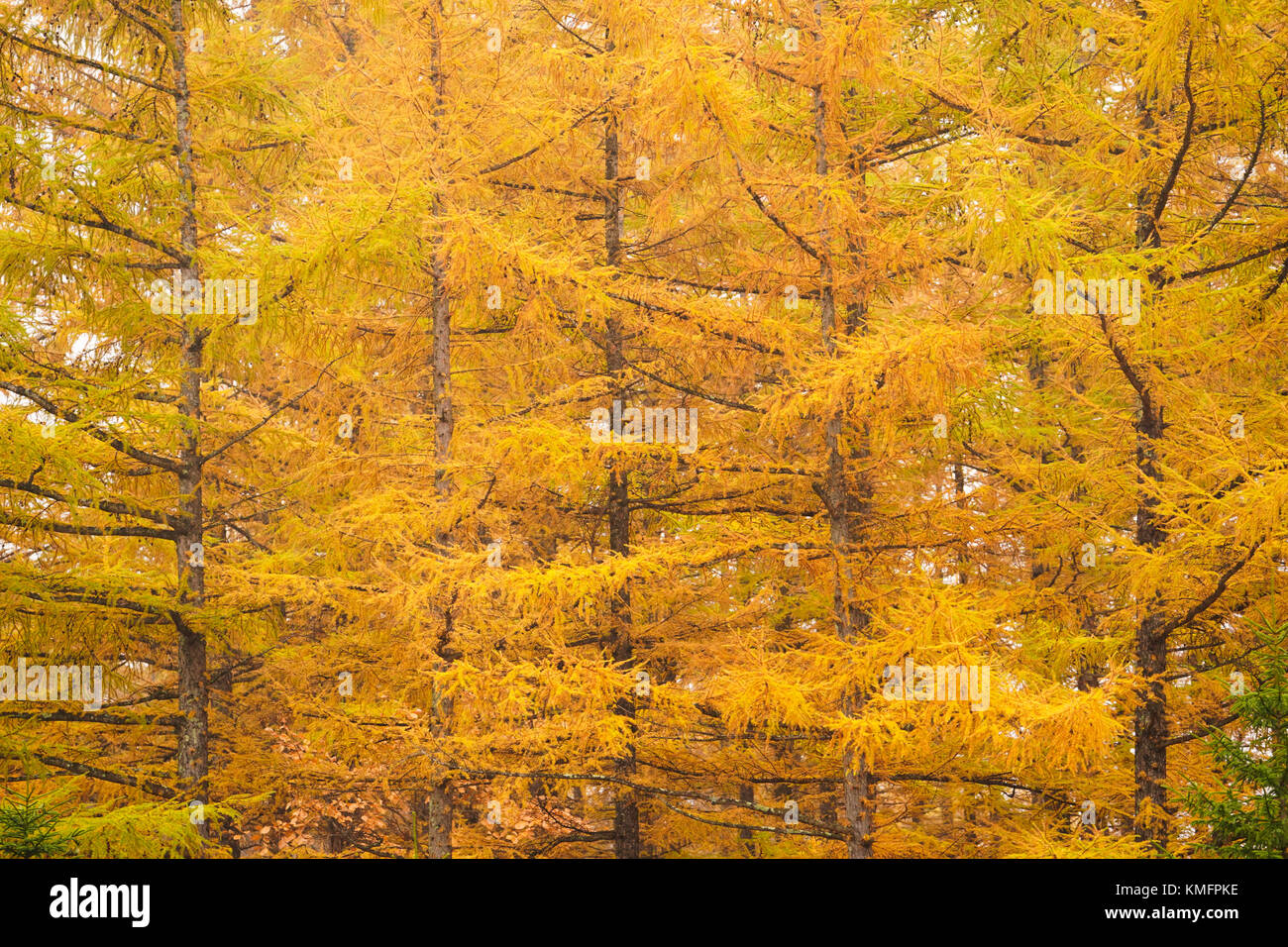 Windbreak Forest Of Larch High Resolution Stock Photography and Images ...