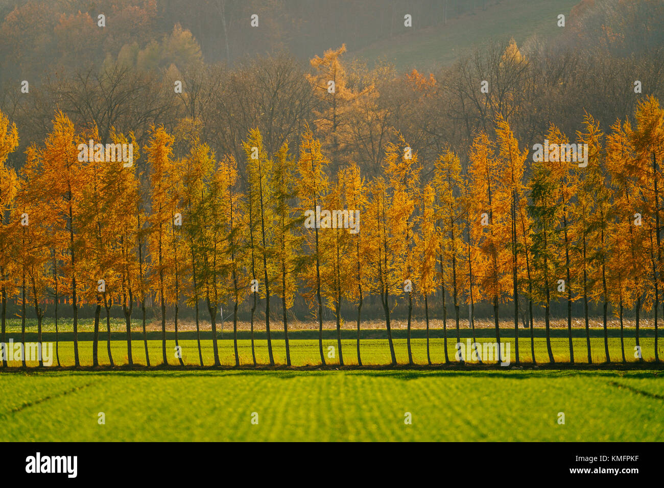 Windbreak forest of larch Stock Photo - Alamy