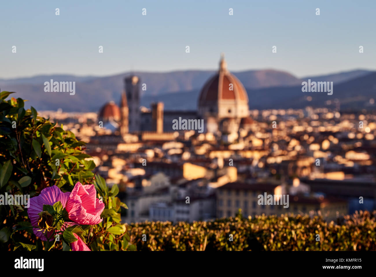 A bush with a pink flower in the Florence at sunset. A blurred panorama ...