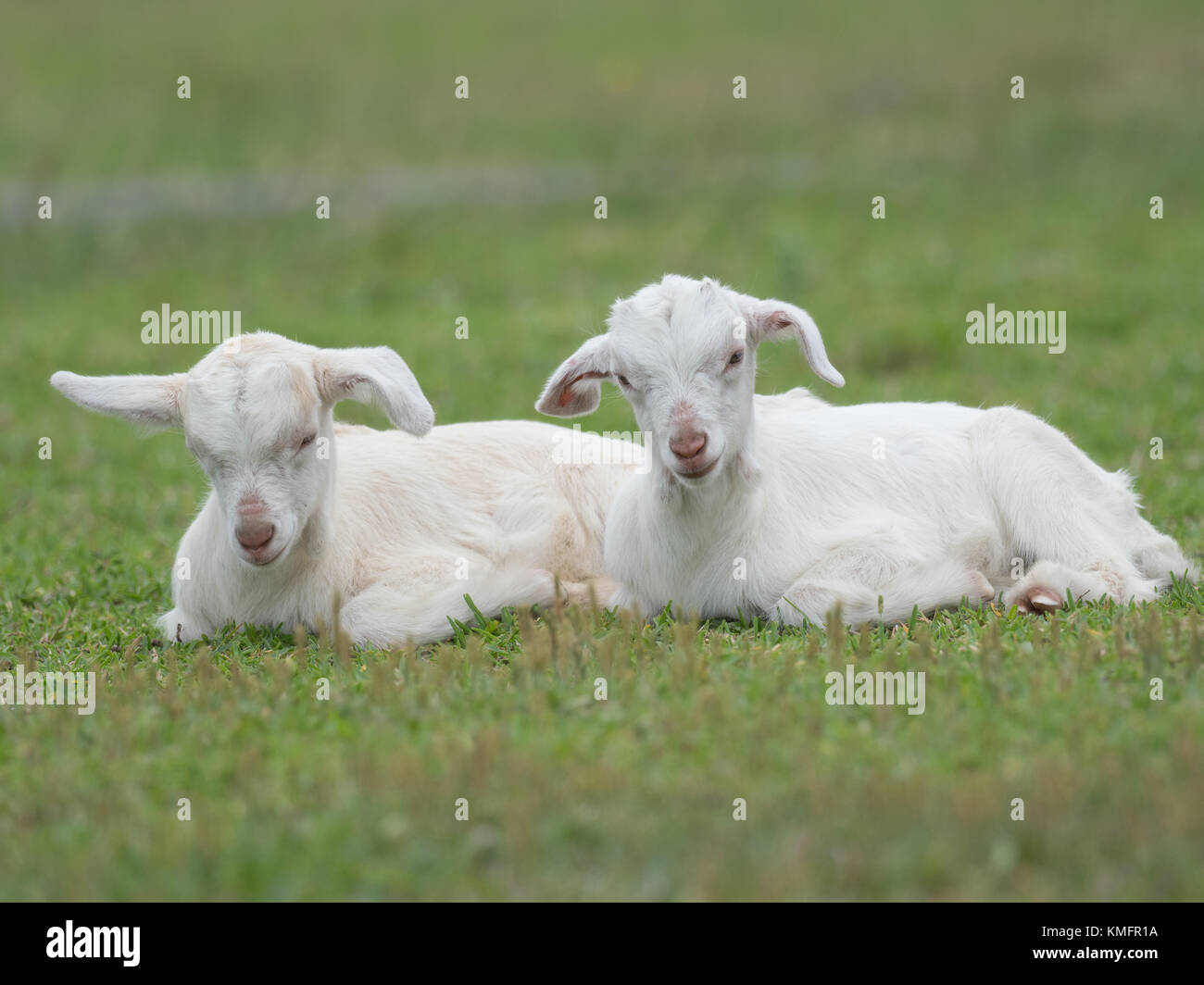 Go Goat High Resolution Stock Photography and Images - Alamy