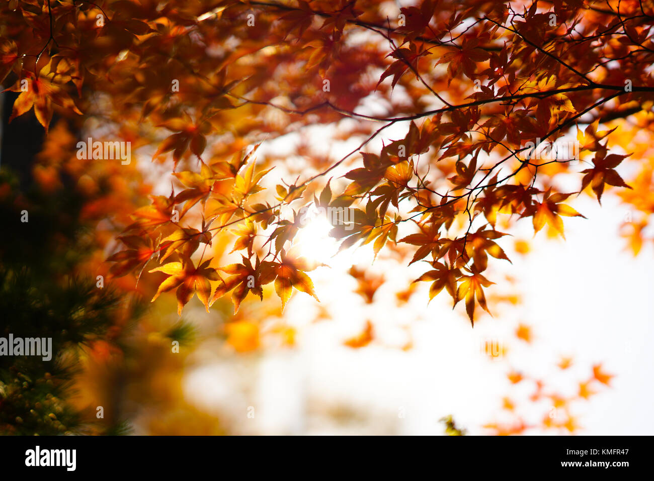 Japanese Fall Foliage Stock Photo - Alamy