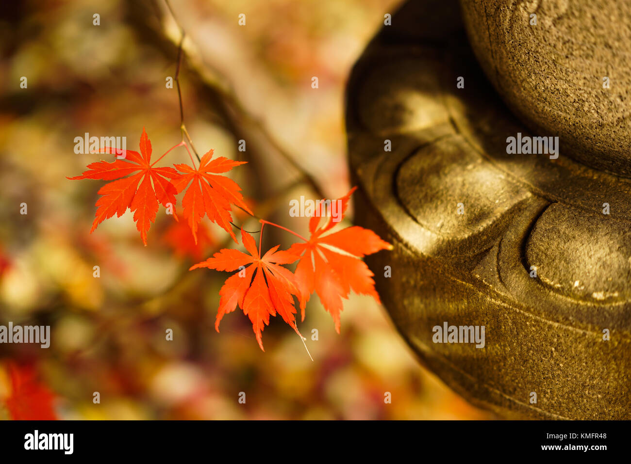 Japanese Fall Foliage Stock Photo - Alamy