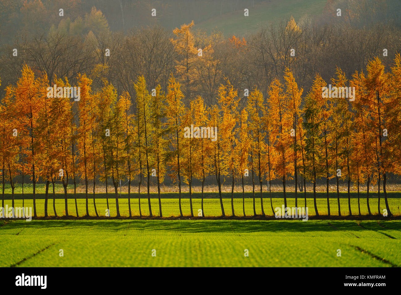 Windbreak forest of larch Stock Photo - Alamy
