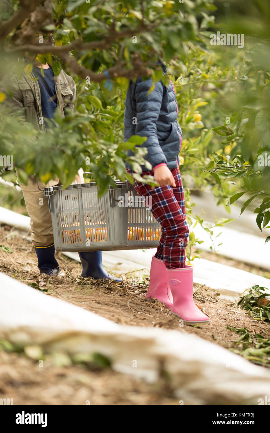 Japanese Tangerine High Resolution Stock Photography and Images - Alamy