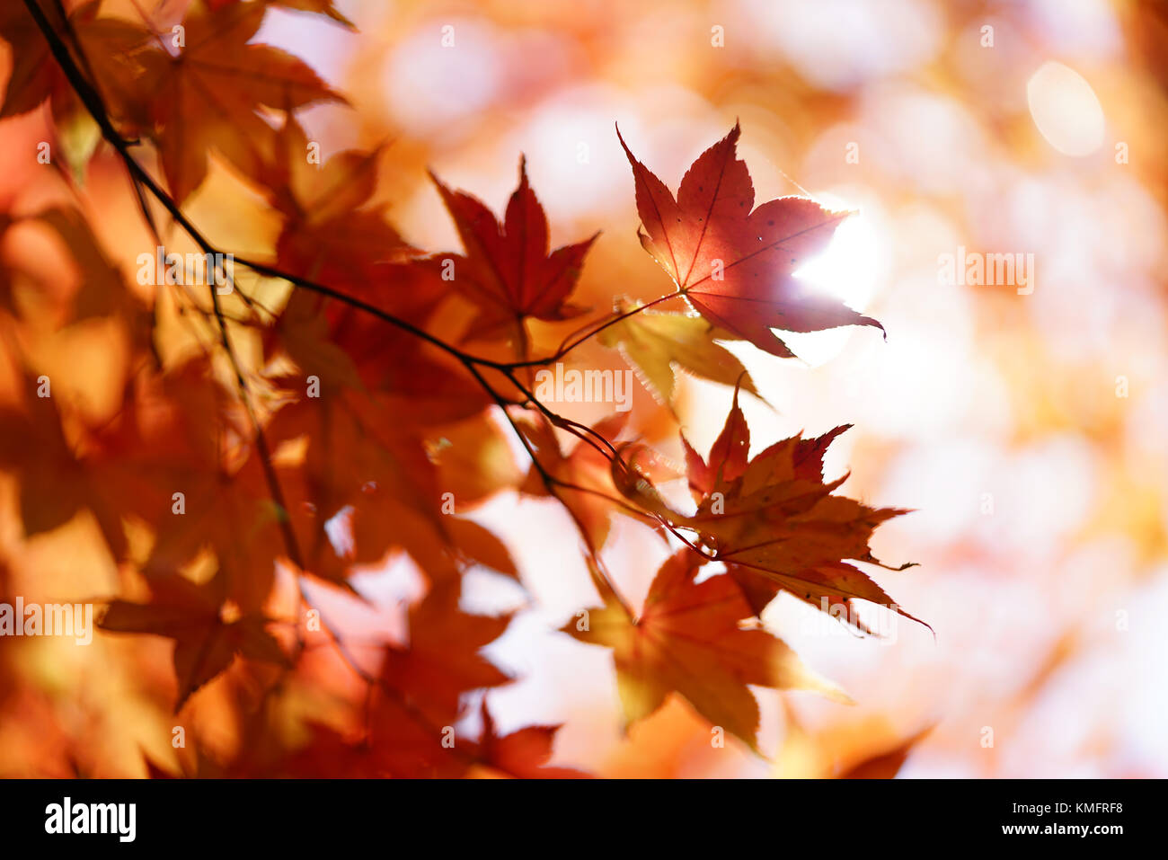 Japanese Fall Foliage Stock Photo - Alamy