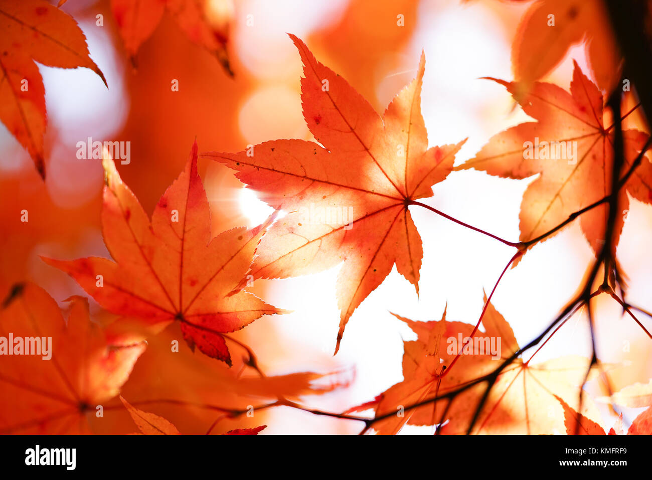Japanese Fall Foliage Stock Photo - Alamy