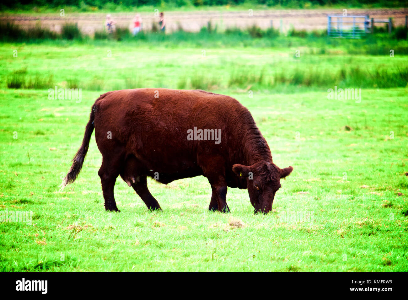 Brown Cow (Bull Stock Photo - Alamy