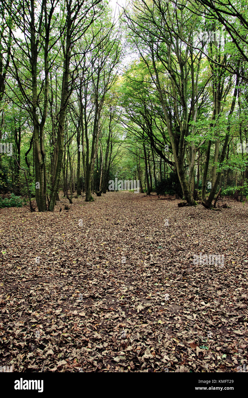 Trees in the forest Stock Photo - Alamy