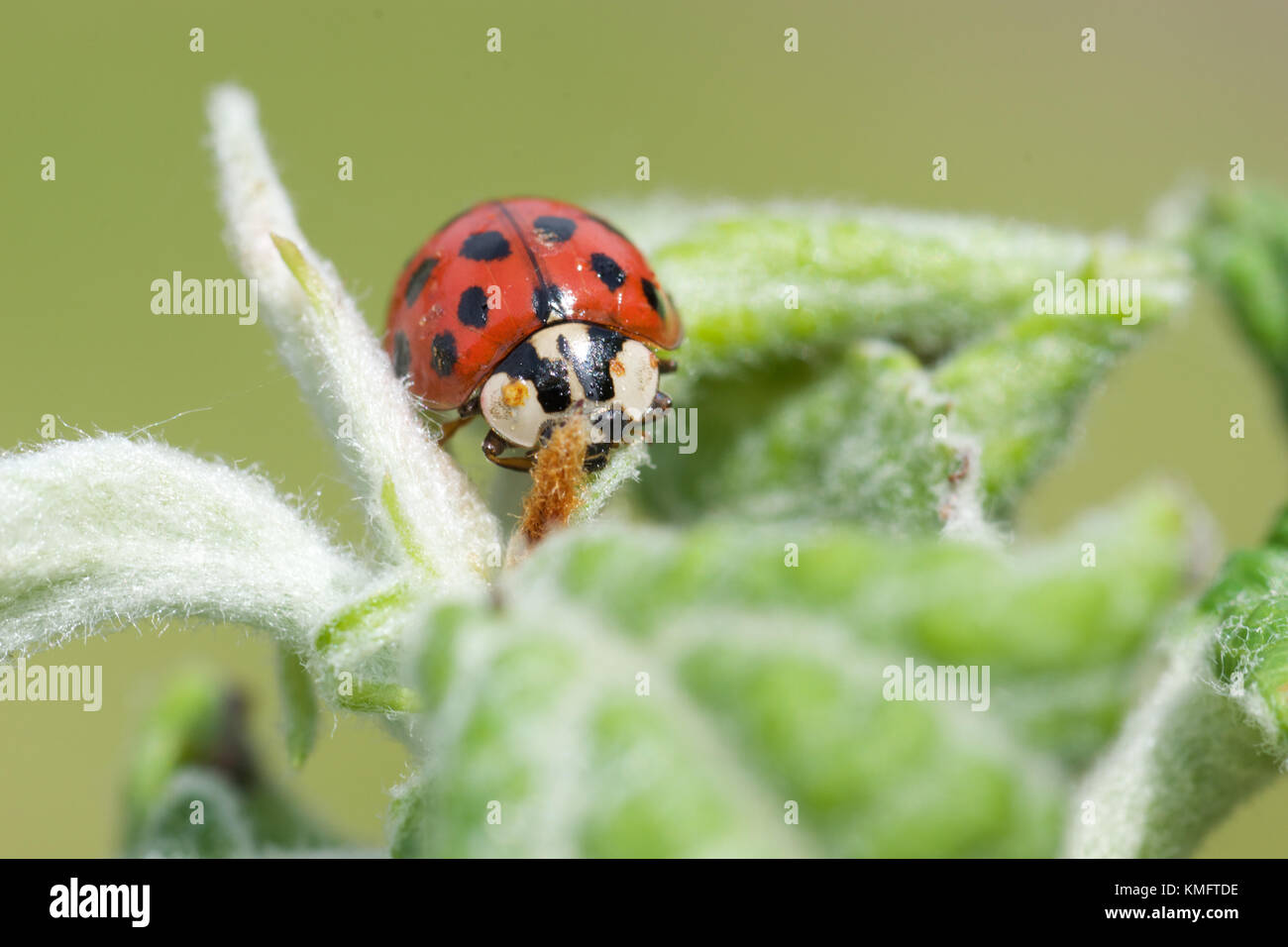 Ladybird design hi-res stock photography and images - Alamy