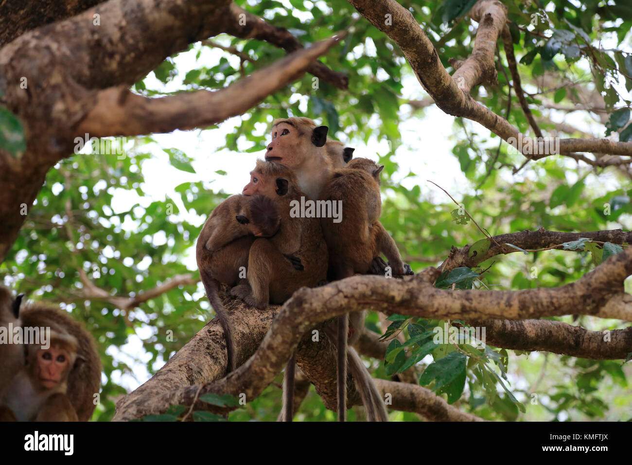 Toque macaque, Macaca sinica, monkeys, Polonnaruwa, North Central ...