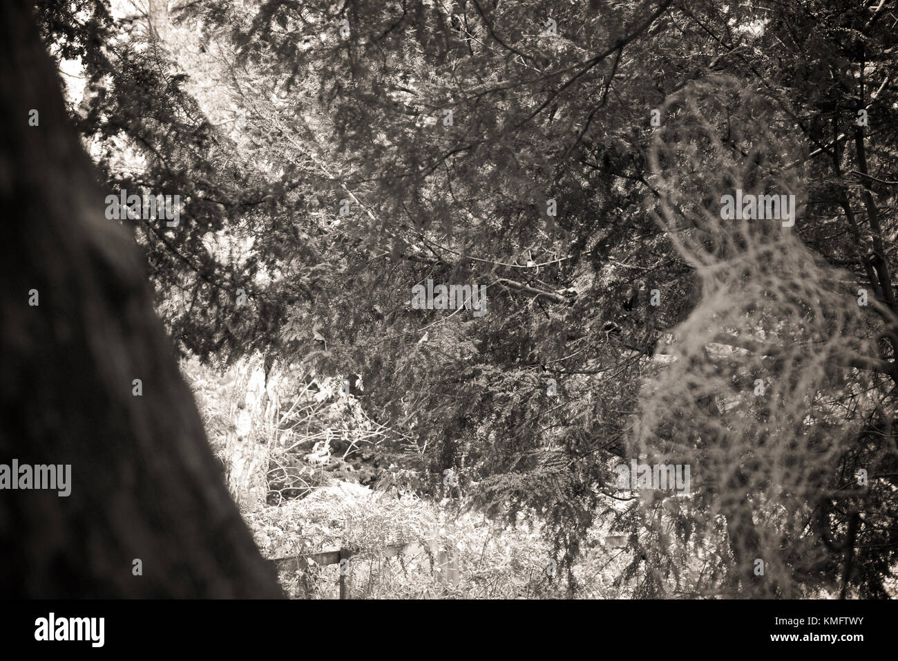 Chicken Wire Man Stock Photo - Alamy