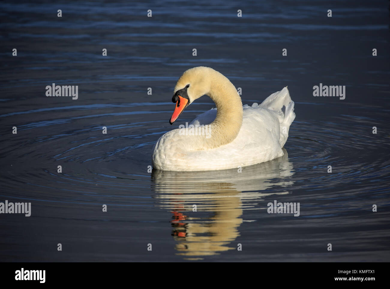 White swan preening pure bird hi-res stock photography and images - Alamy