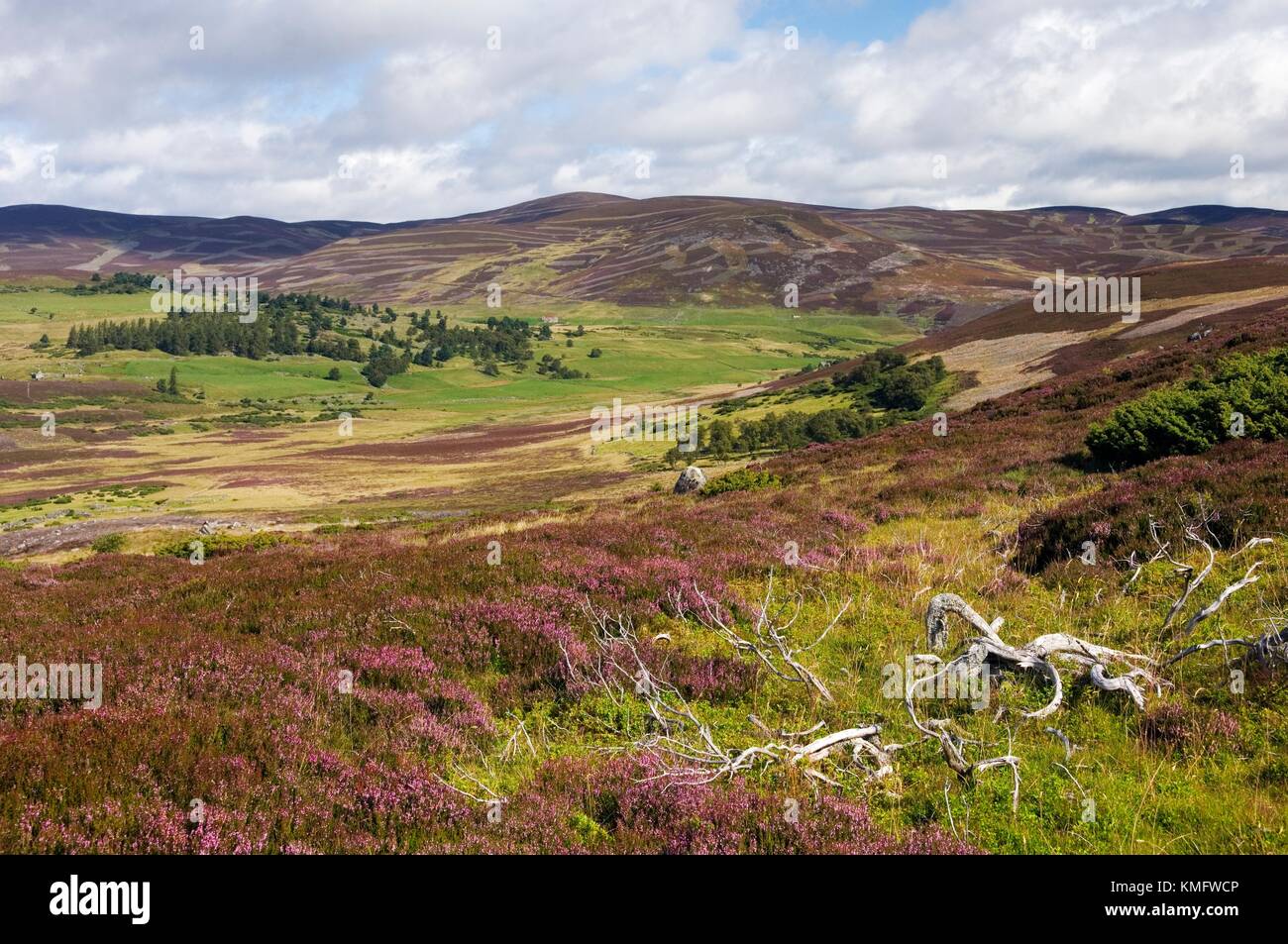 Heath scotland hi-res stock photography and images - Alamy