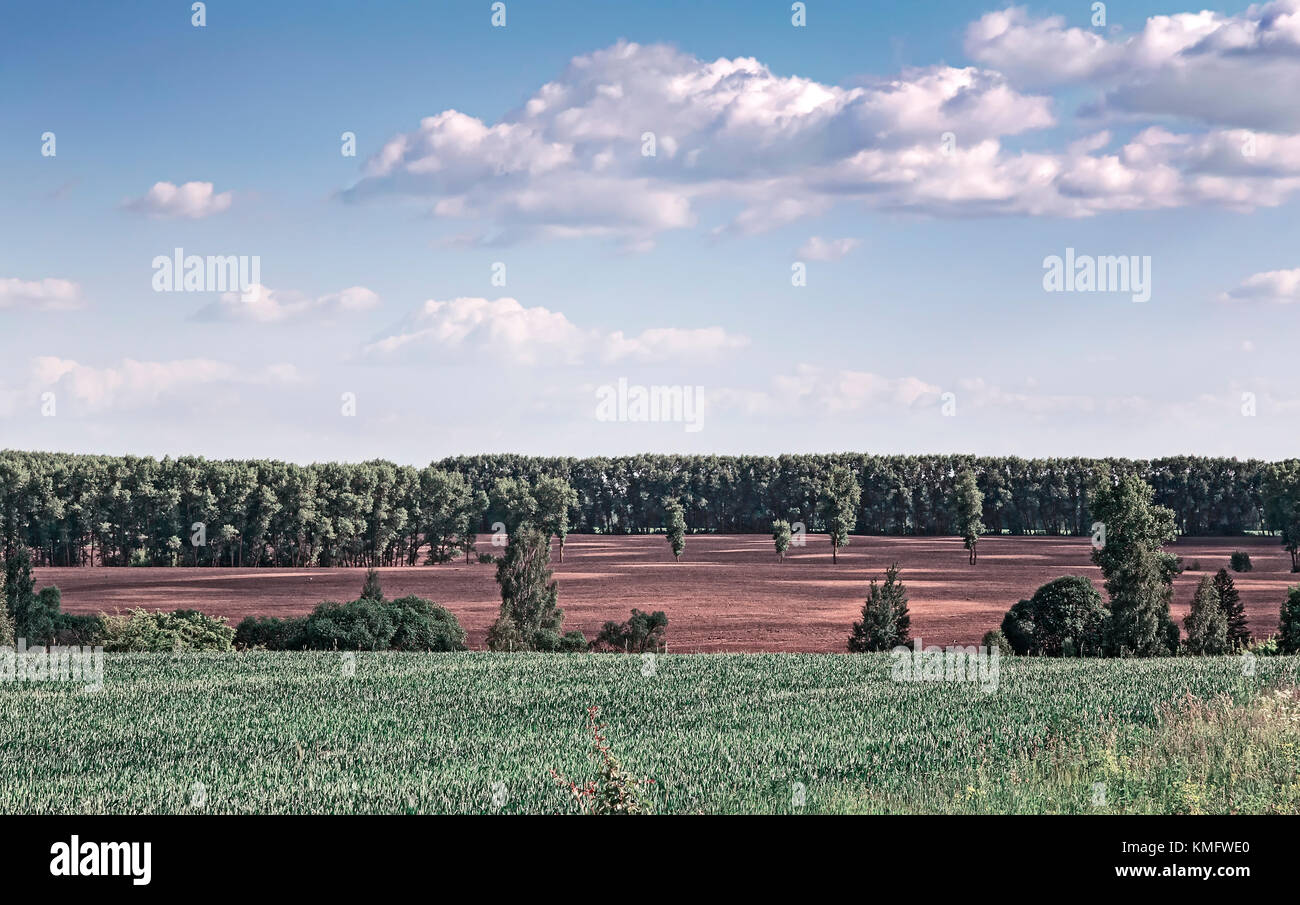 Summer landscape: fields, meadows, country road with trees along the ...