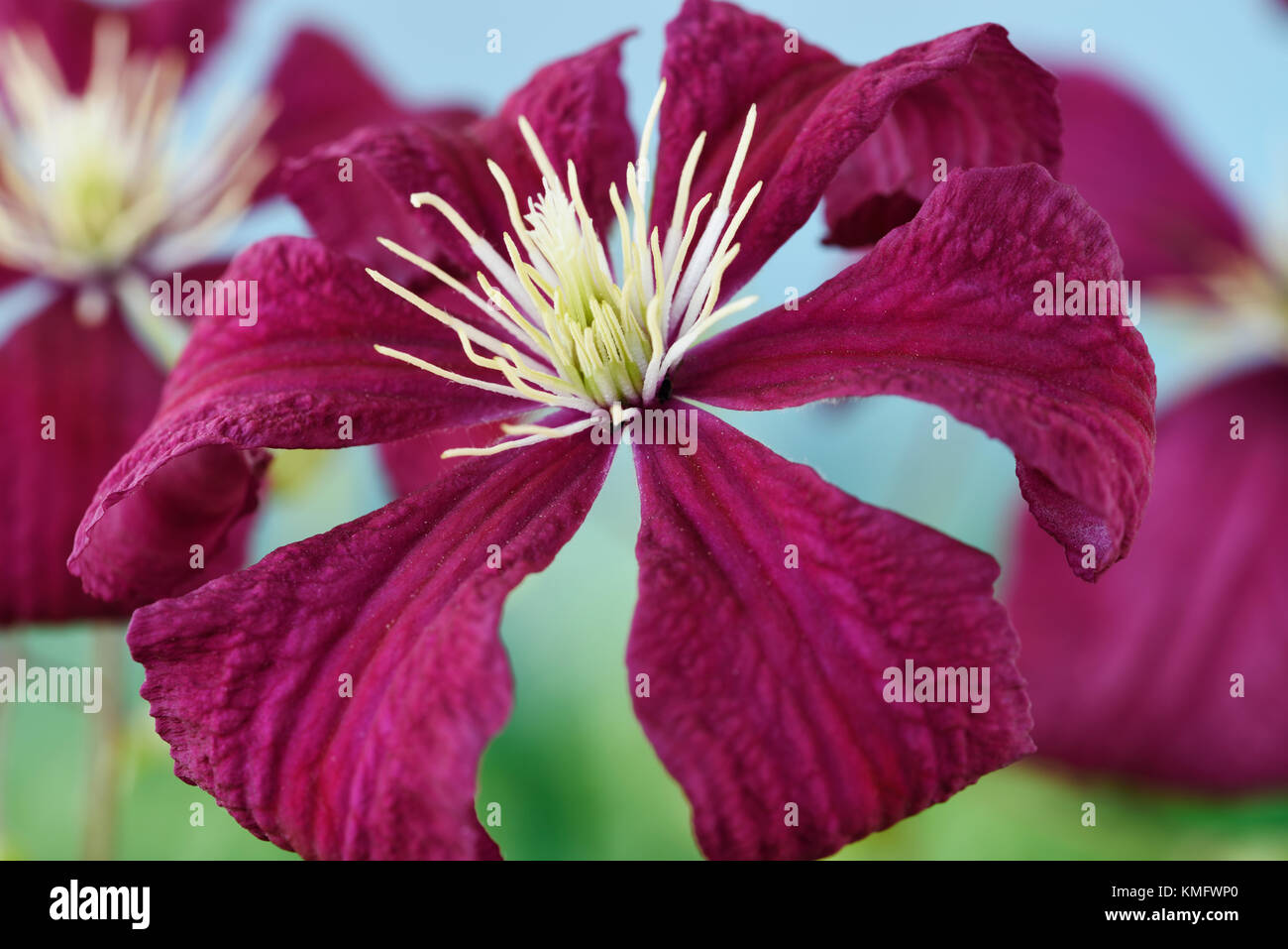 Perennial joy hi-res stock photography and images - Alamy