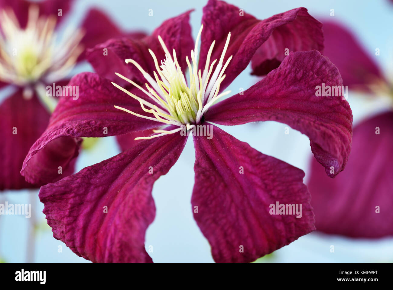Plants red clematis hi-res stock photography and images - Alamy