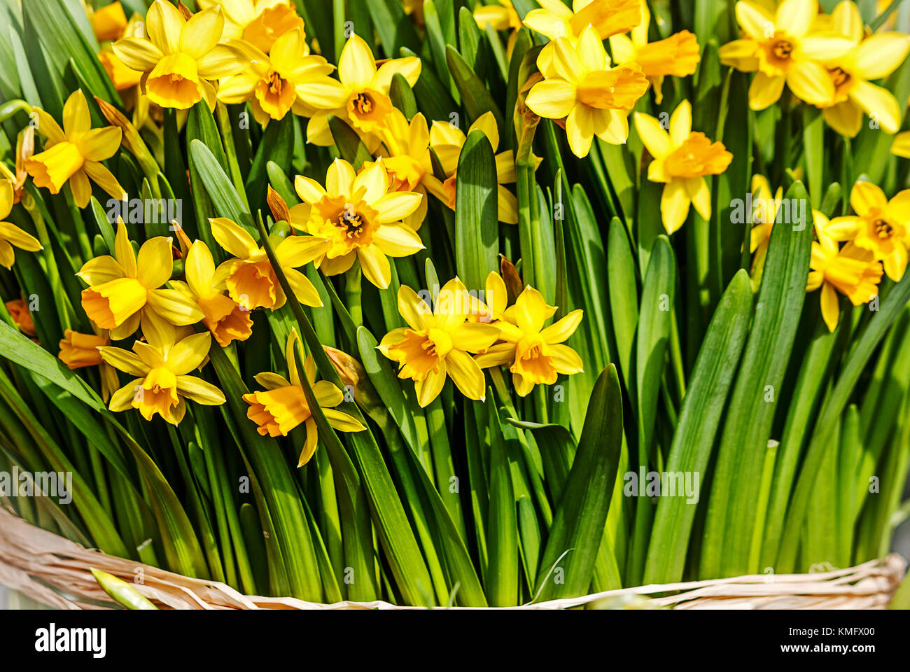 A large bunch of fresh yellow daffodils Stock Photo - Alamy
