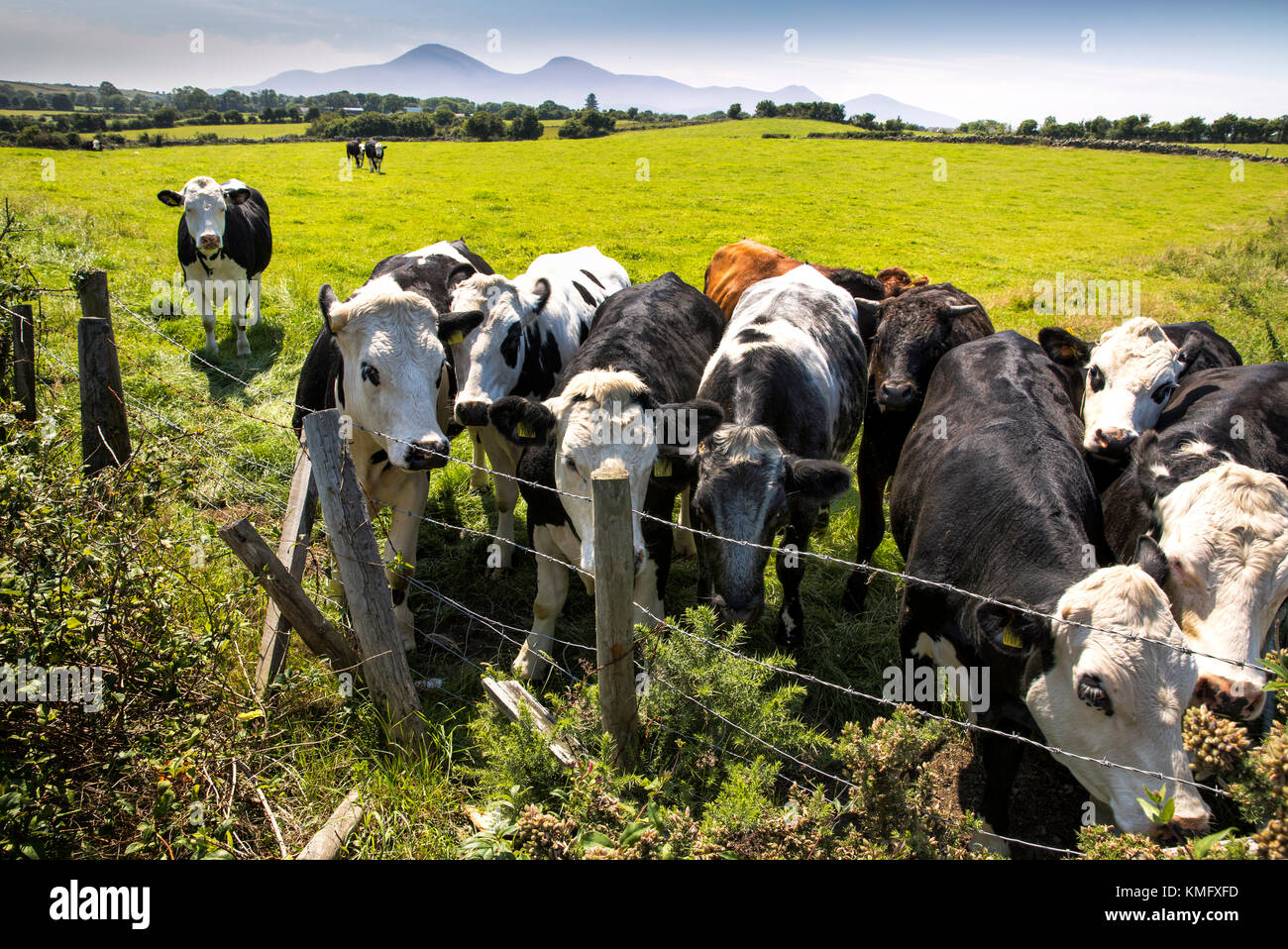 Cows field northern ireland hi-res stock photography and images - Alamy