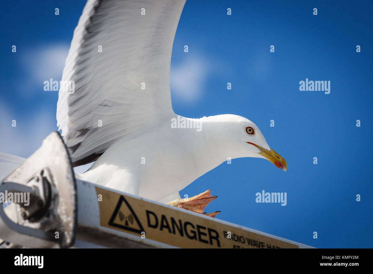 Seagull on the danger sign close up Stock Photo - Alamy