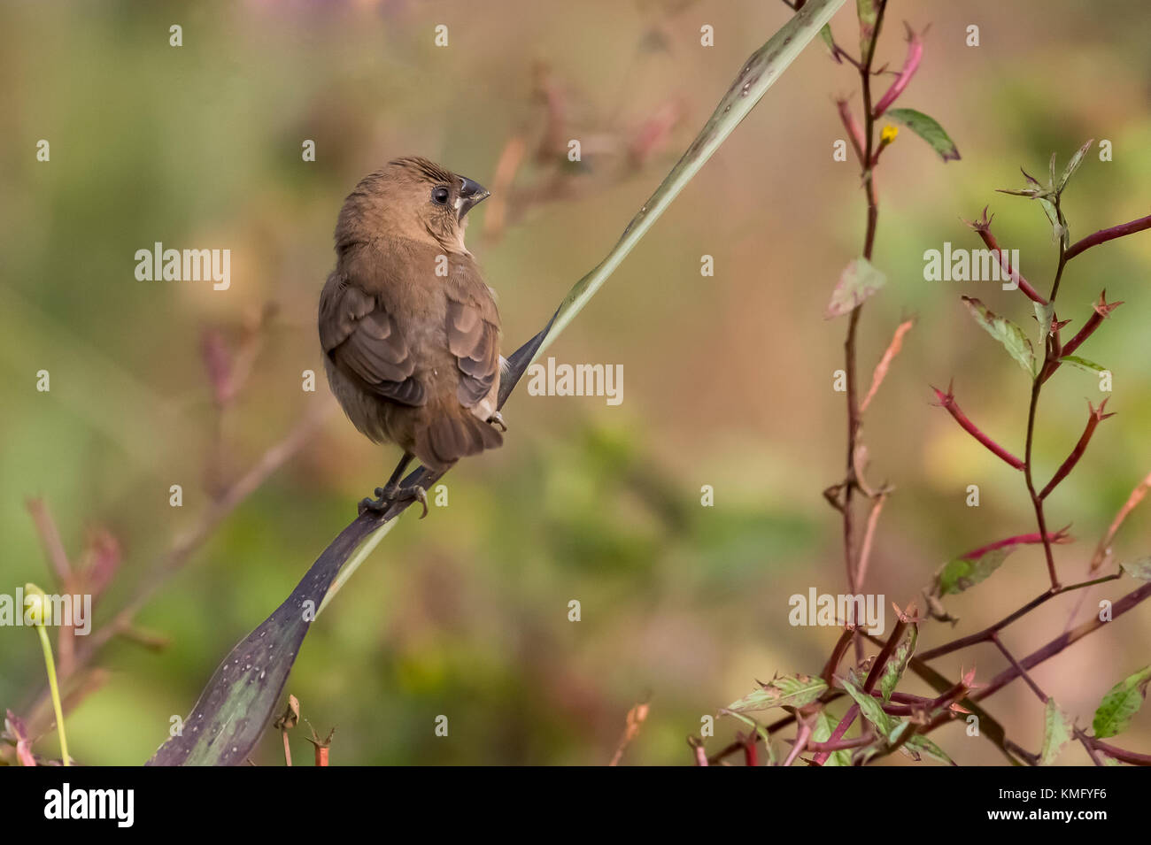 Silver finch hi-res stock photography and images - Alamy