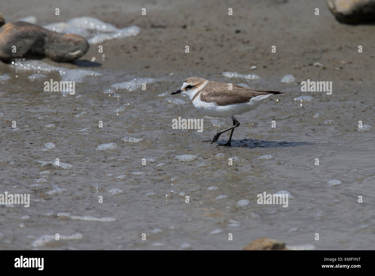 Seeregenpfeifer, See-Regenpfeifer, Weibchen, Regenpfeifer, Charadrius ...
