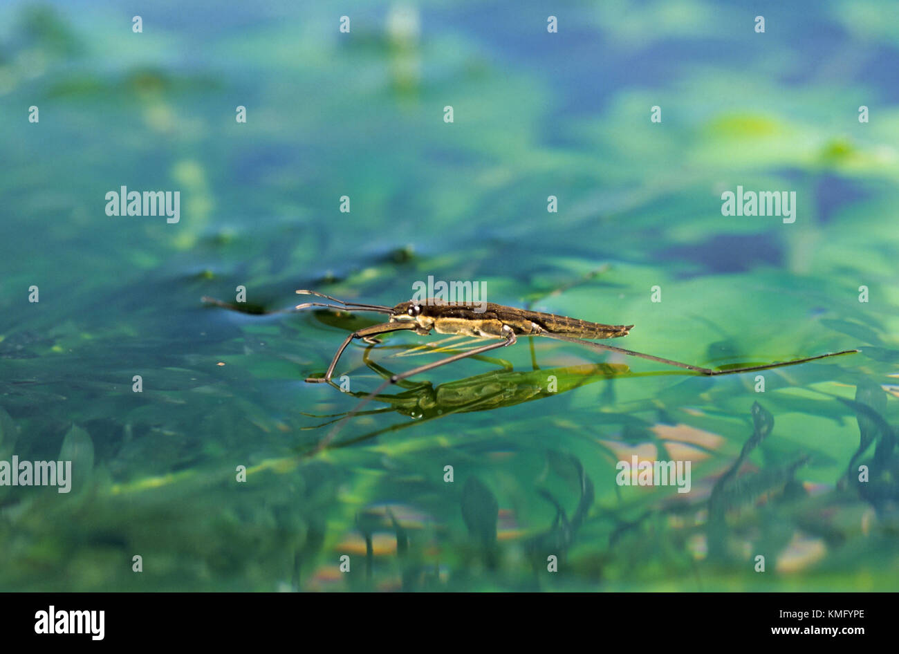 Wasserläufer, Wasserschneider, Schneider, Gerris spec., pond skater ...
