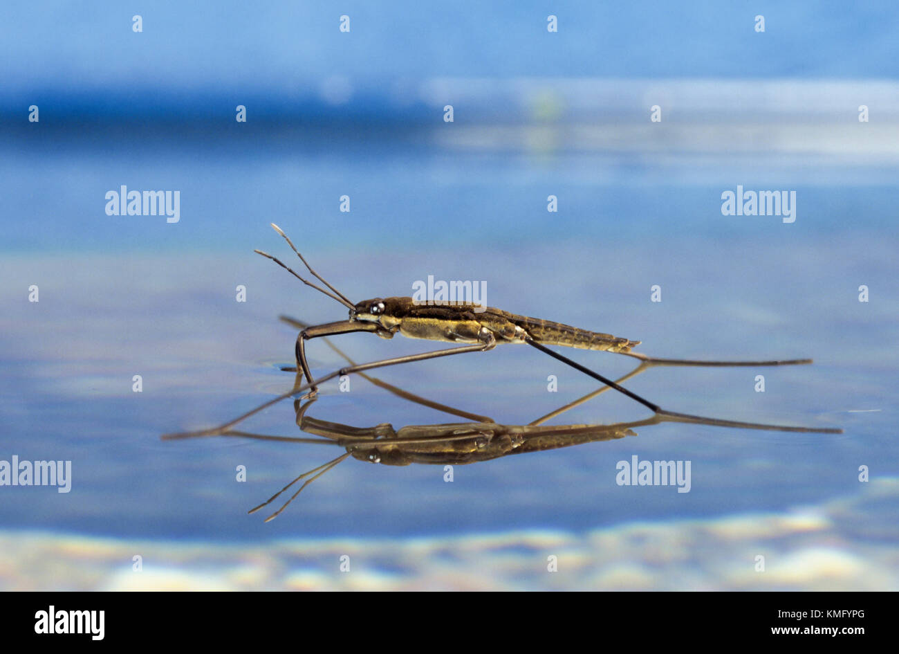 Wasserläufer, Wasserschneider, Schneider, Gerris spec., pond skater ...
