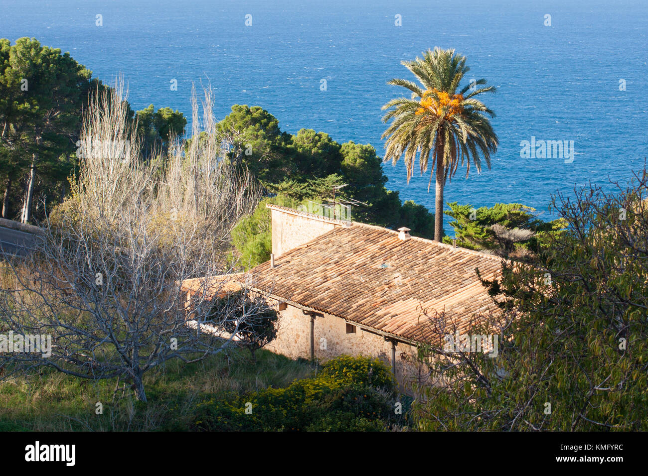 Palm tree mallorca majorca blue hi-res stock photography and images - Alamy