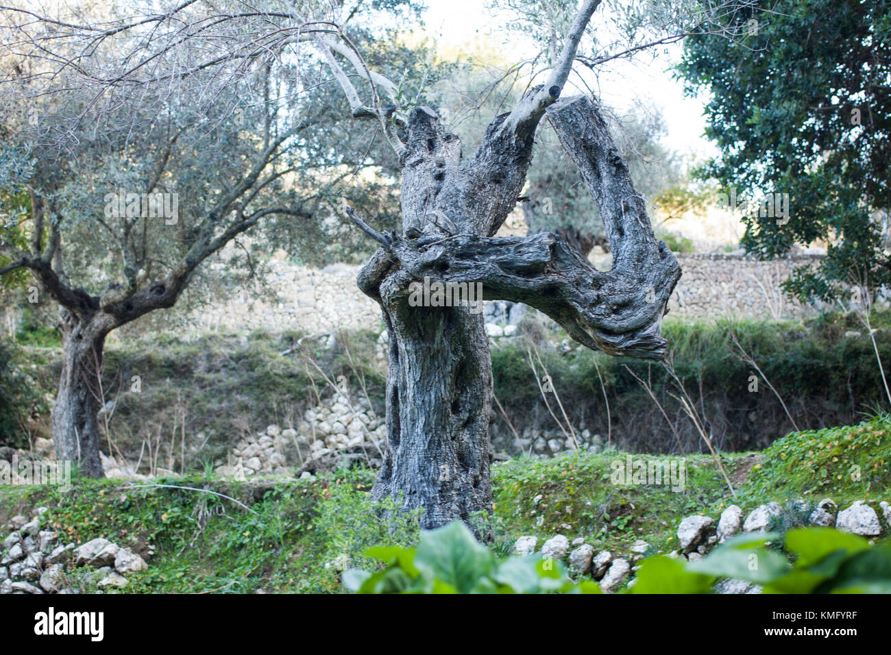 Old mystical forest hi-res stock photography and images - Alamy