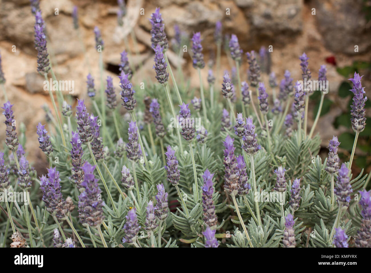 Lavandula dentata hi-res stock photography and images - Alamy
