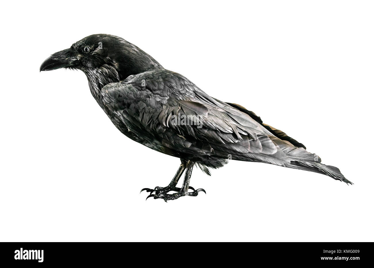 Poe bird hi-res stock photography and images - Alamy