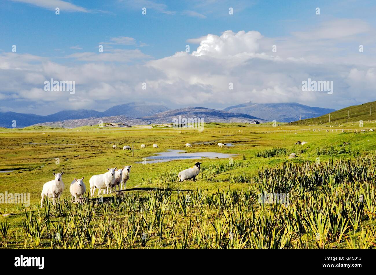 Isle of Harris, famous for sheep's wool Harris Tweed. Outer Hebrides ...