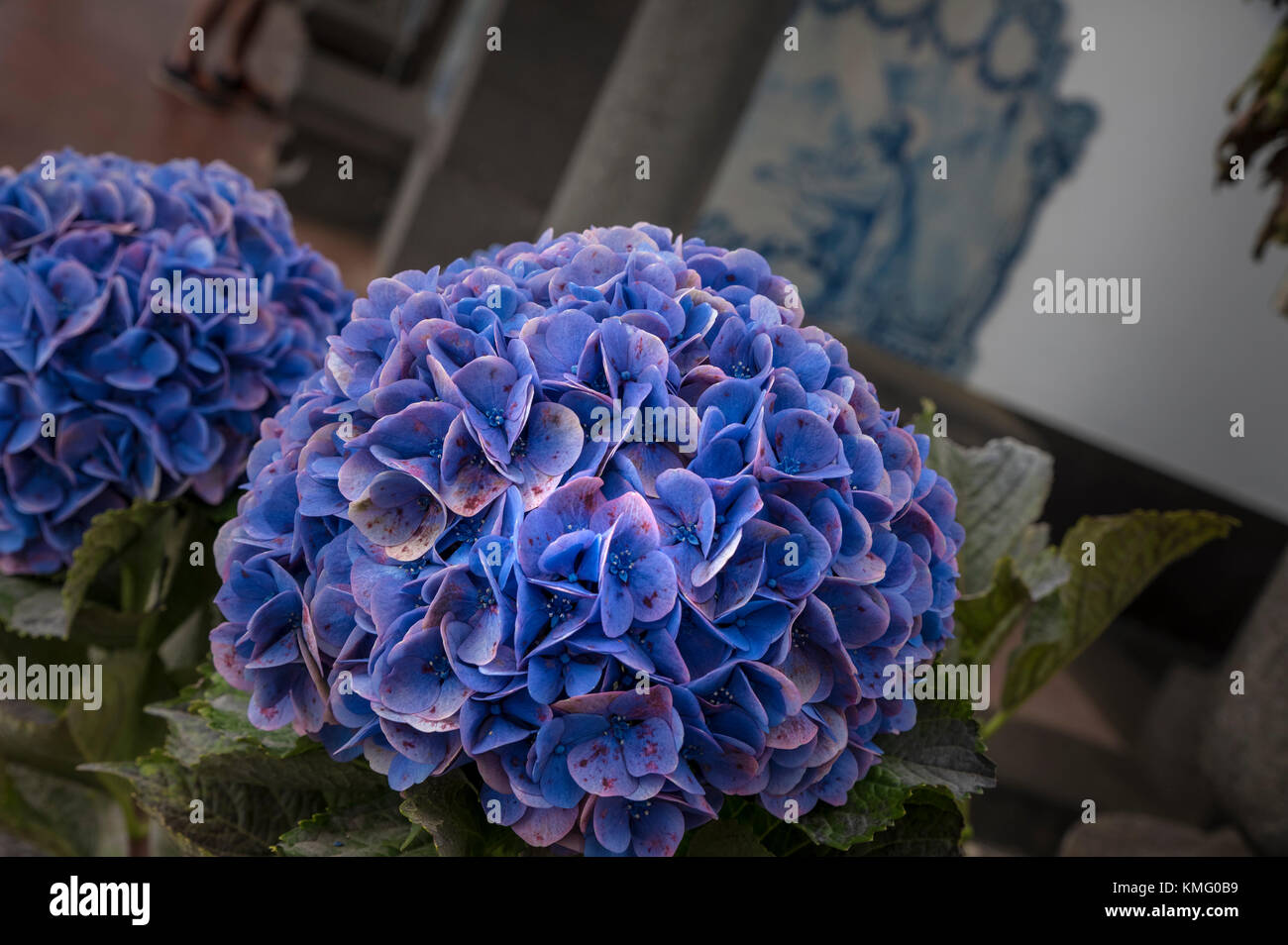 Full bloom flower in front of church building Stock Photo - Alamy