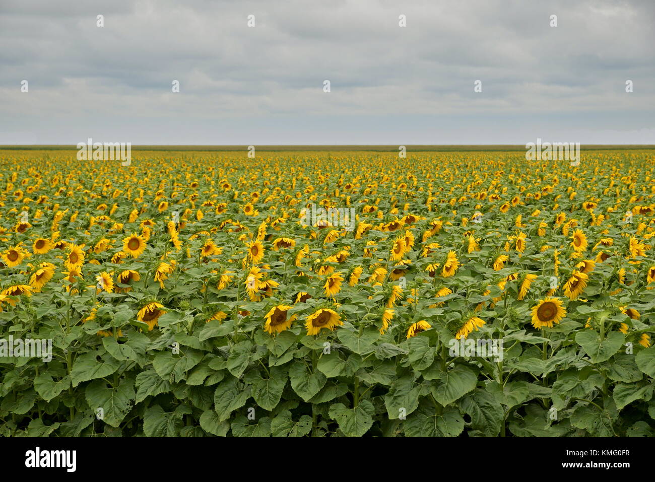 Field of blooming sunflowers stretching into the distance under a ...