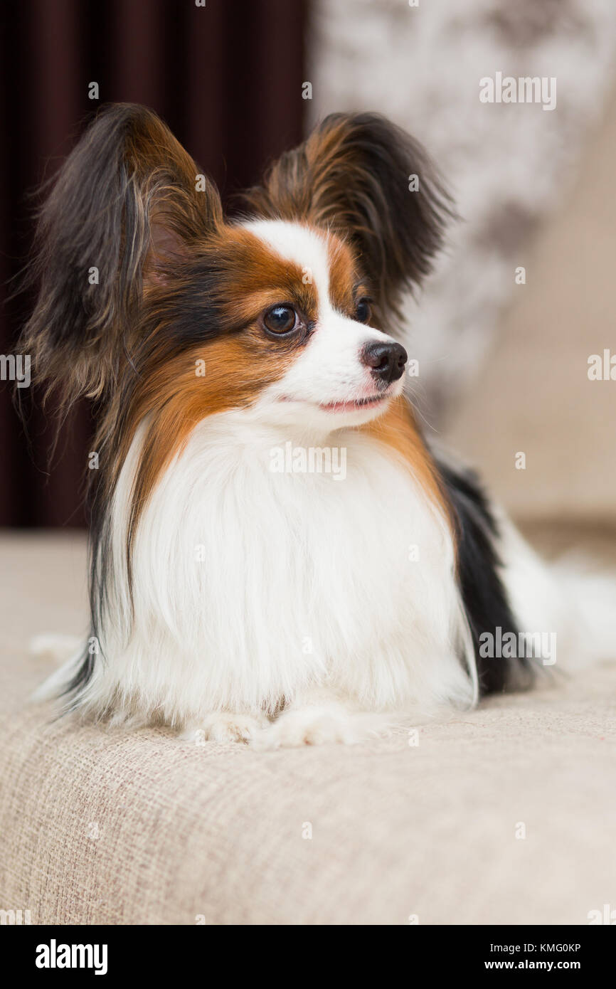 Papillon dog lying on the couch stretching his paws Stock Photo - Alamy