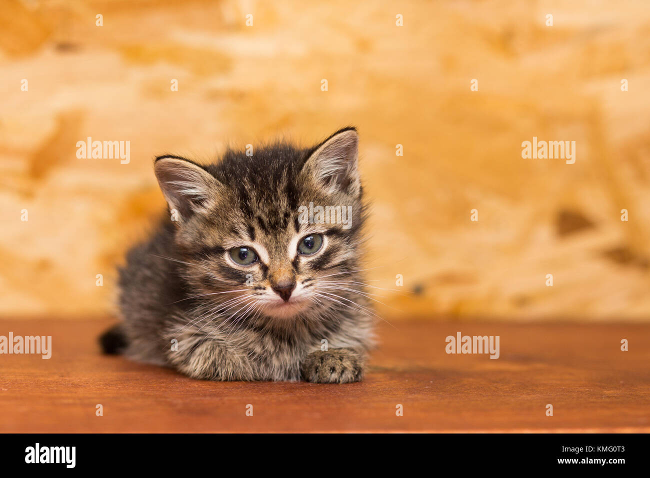 A domestic cat breed without hair hi-res stock photography and images ...