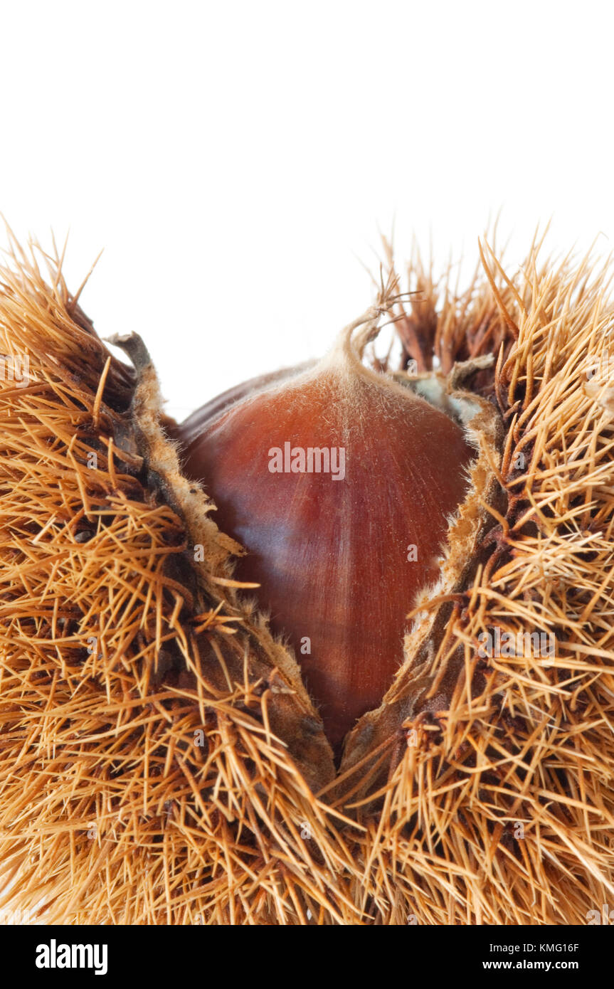 Chestnuts Seed in Fruit Casing Stock Photo - Alamy