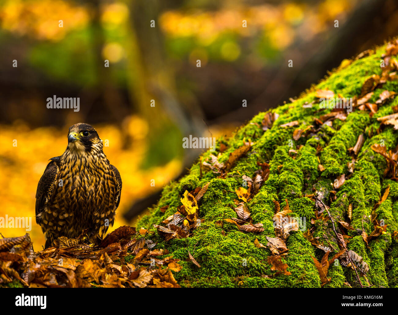 A peregrine Falcon on grounds of a forest during autumn Stock Photo - Alamy