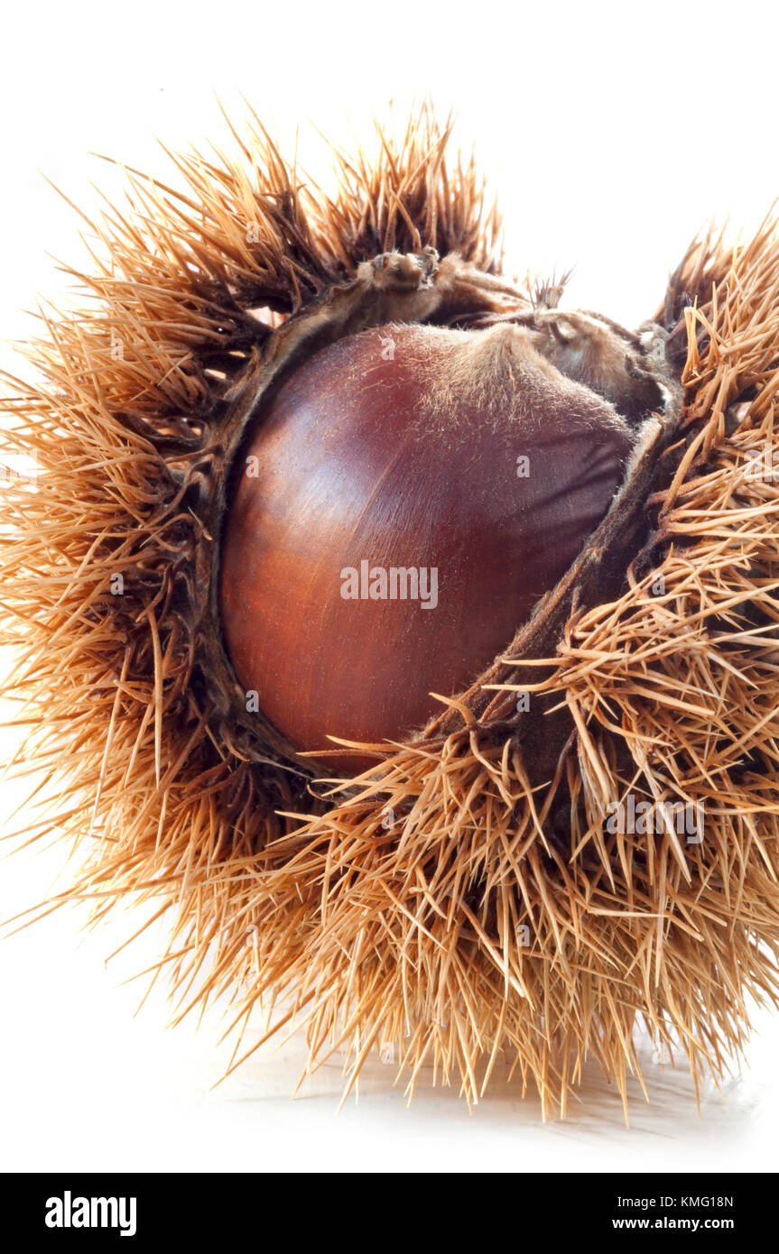 Chesnuts Seed in Fruit Casing Stock Photo - Alamy