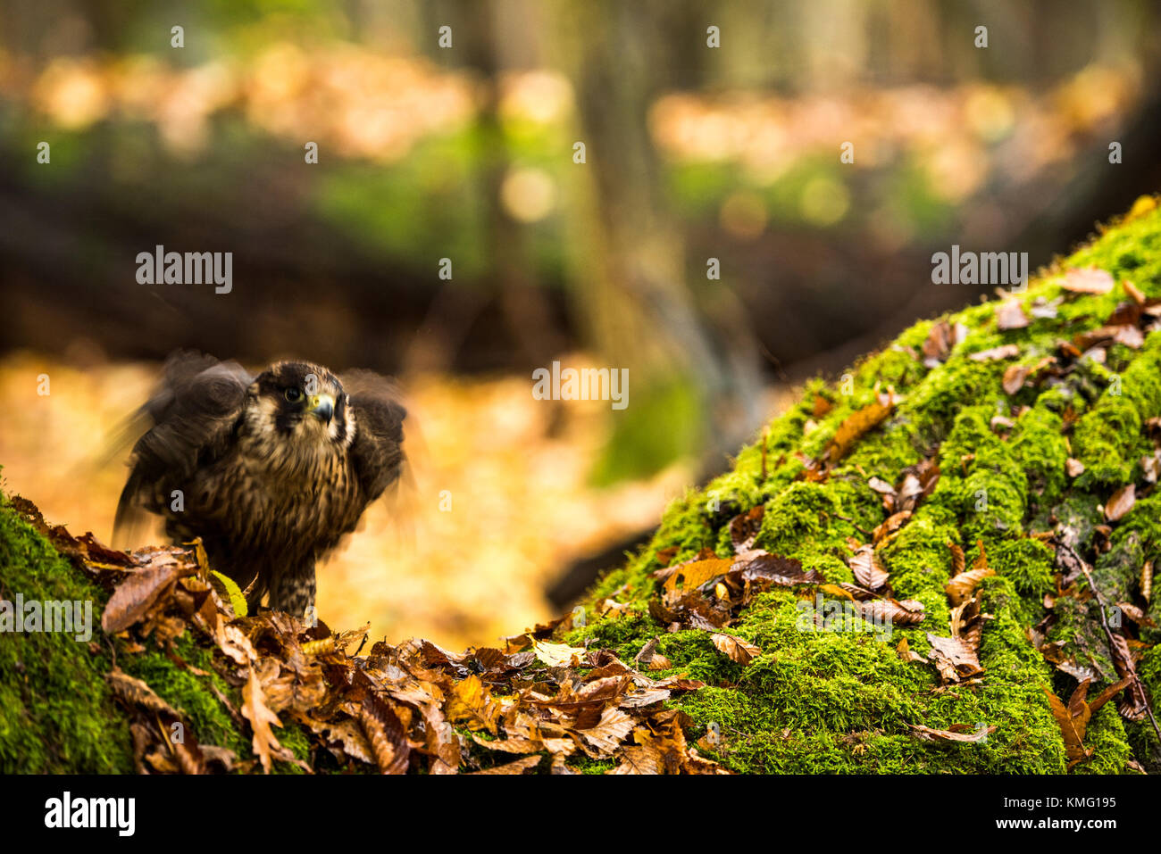 A peregrine Falcon on grounds of a forest during autumn Stock Photo - Alamy