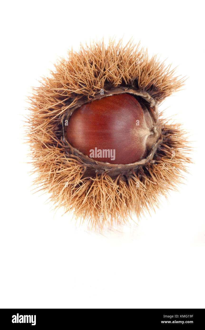 Chestnuts Seed in Fruit Casing Stock Photo - Alamy