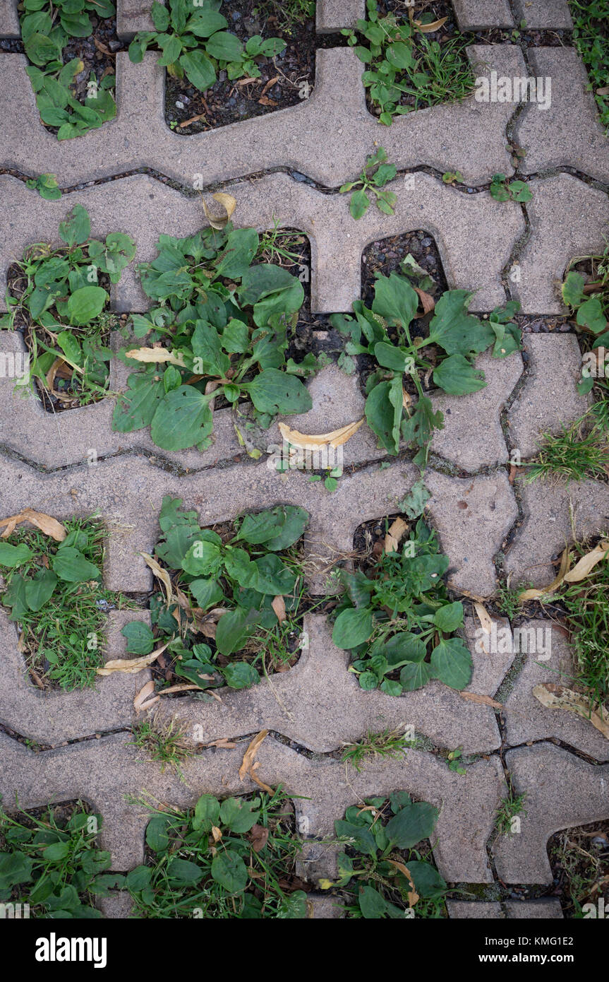 Grass paving block hi-res stock photography and images - Alamy