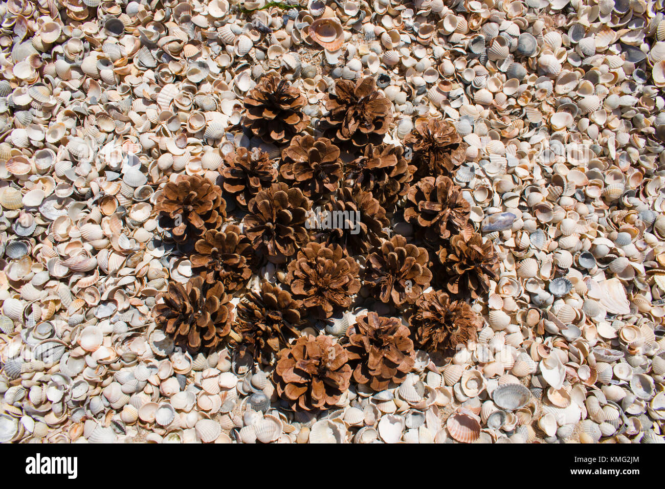 Cones on shells very beautiful Stock Photo - Alamy
