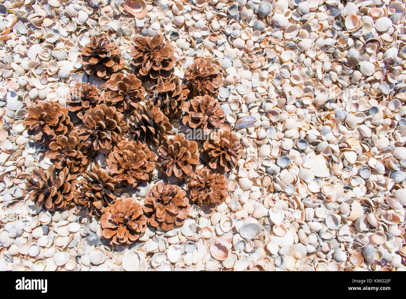 Variety of cone shells hi-res stock photography and images - Alamy
