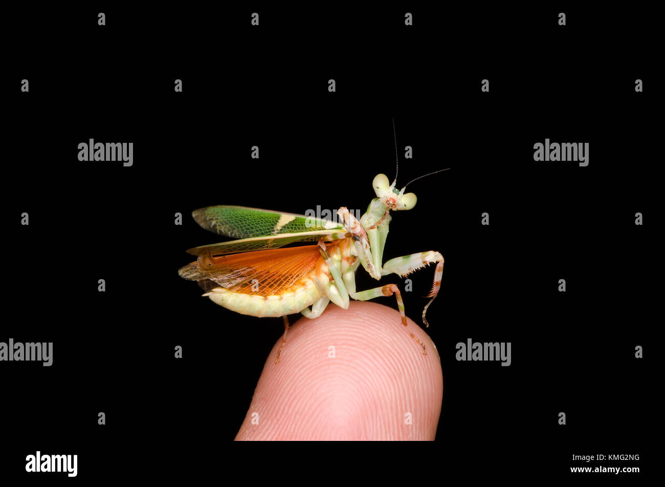 flower mantis male on tip of finger. Theopropus elegans. praying mantis ...