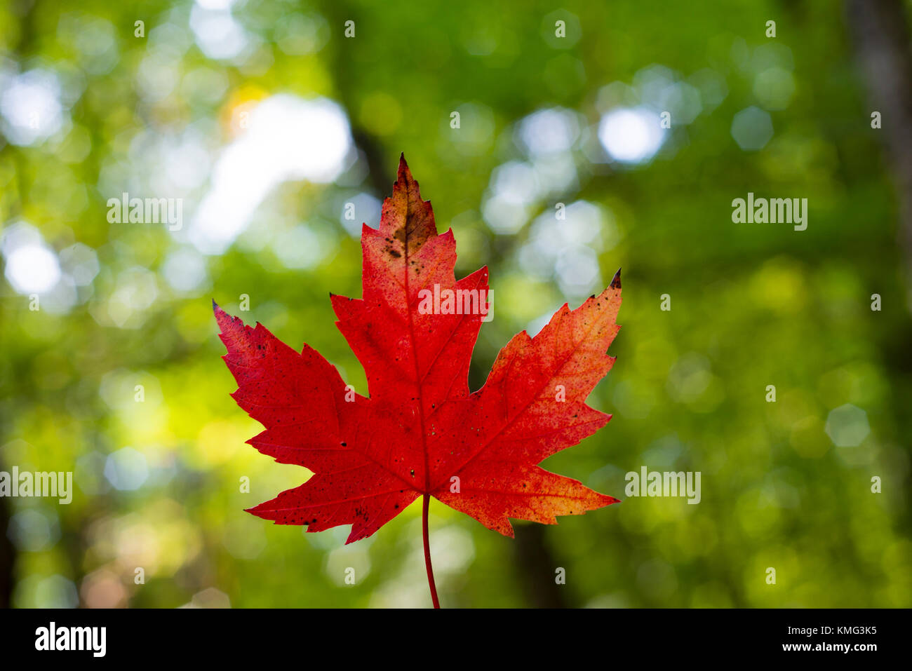 Detail of single red maple leaf isolated against green nature ...